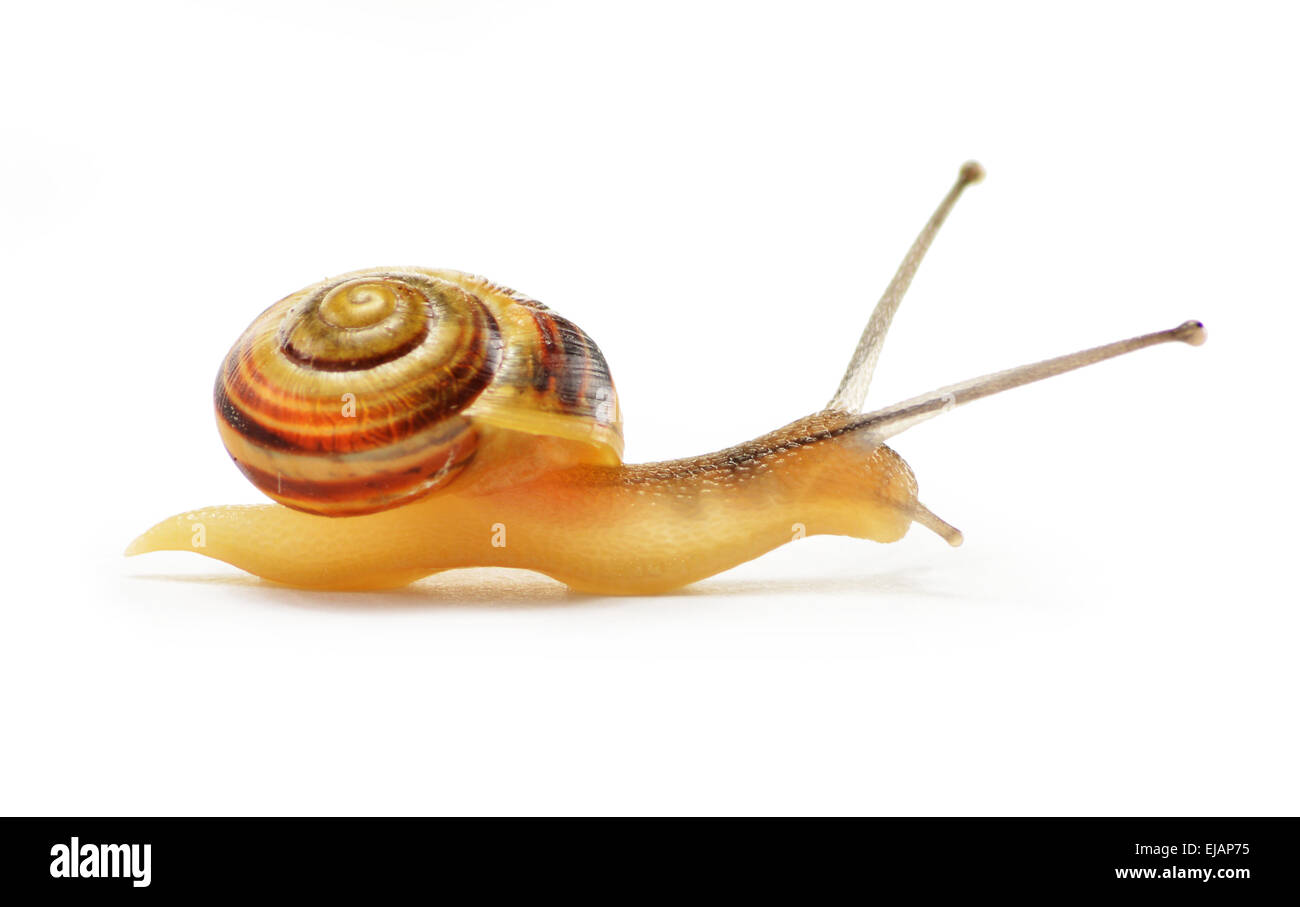 Small snail isolated on white background Stock Photo - Alamy