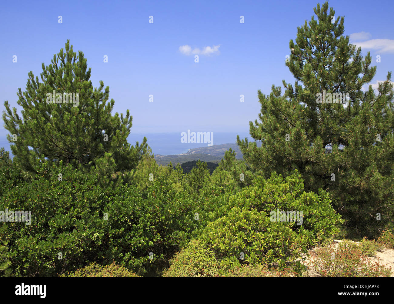 Halkidiki greece pine trees hi-res stock photography and images - Alamy