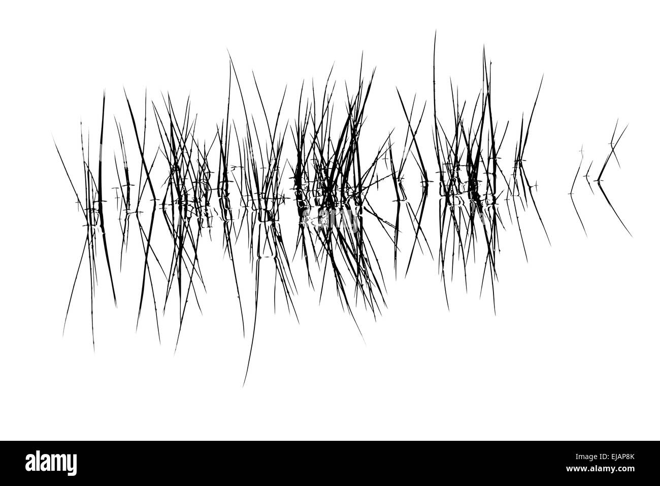 Drops water in plants Black and White Stock Photos & Images - Alamy