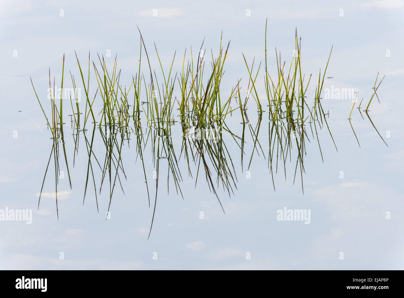 blades of reed reflecting in water, Lapland Stock Photo - Alamy