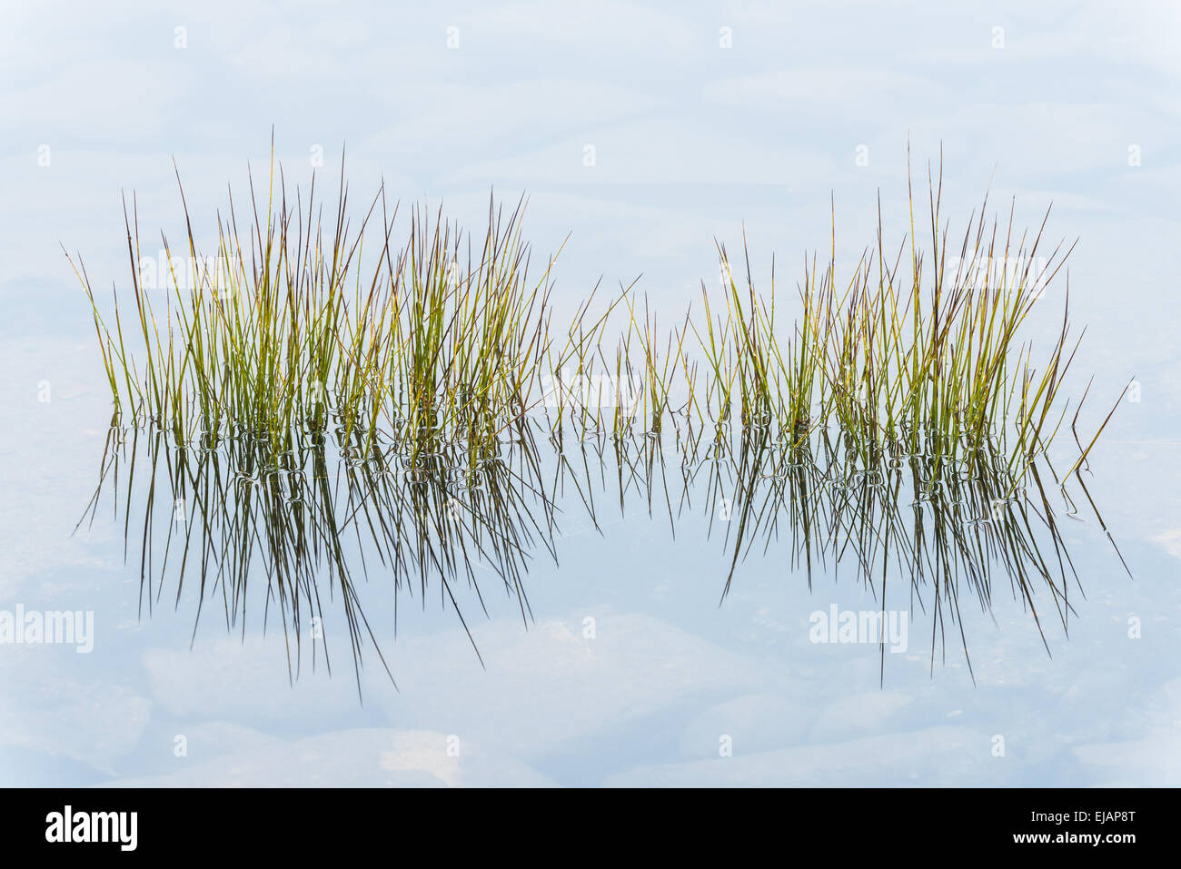 blades of reed reflecting in water, Lapland Stock Photo - Alamy