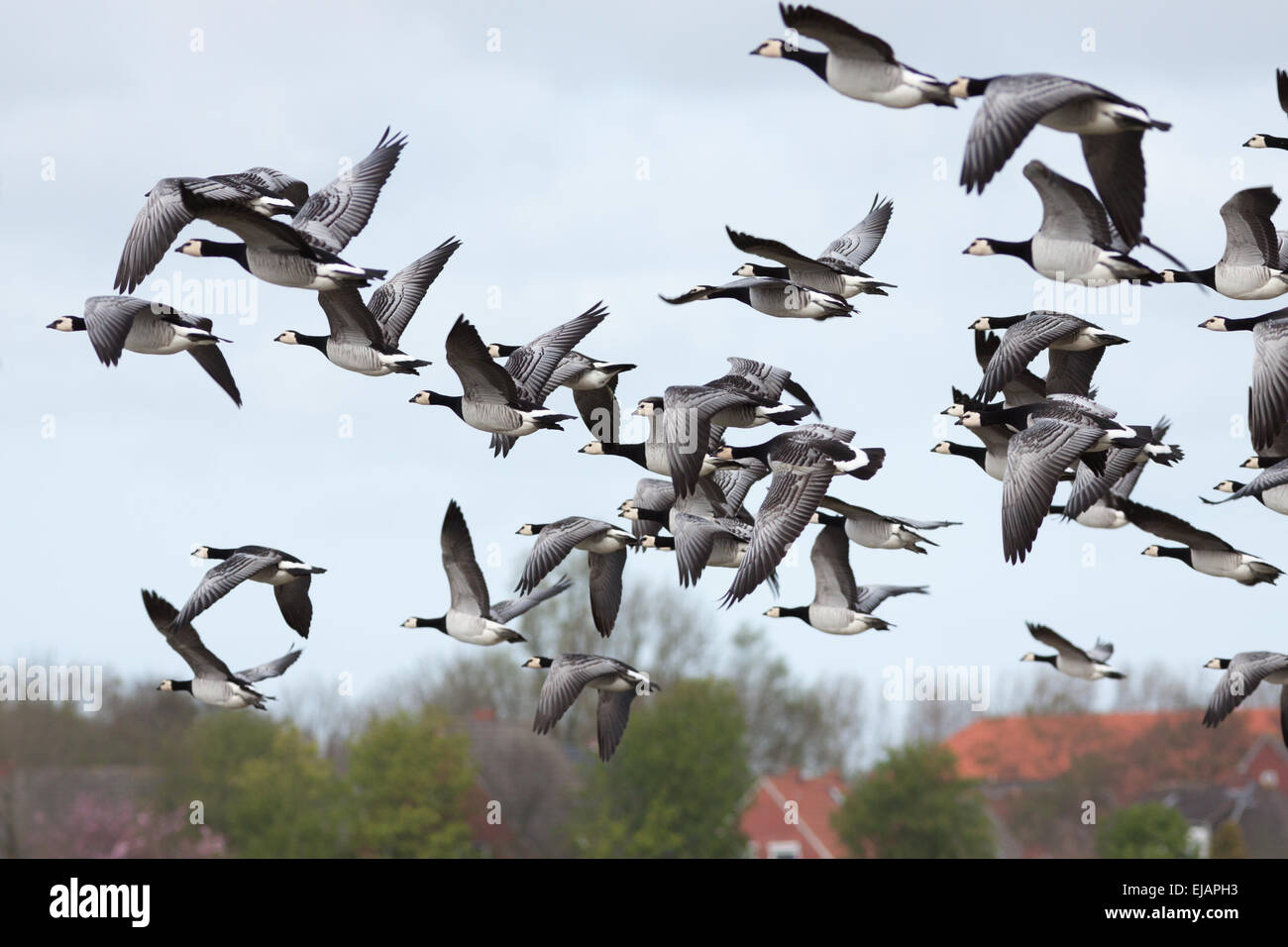 Barnacle Geese in flight Stock Photo - Alamy