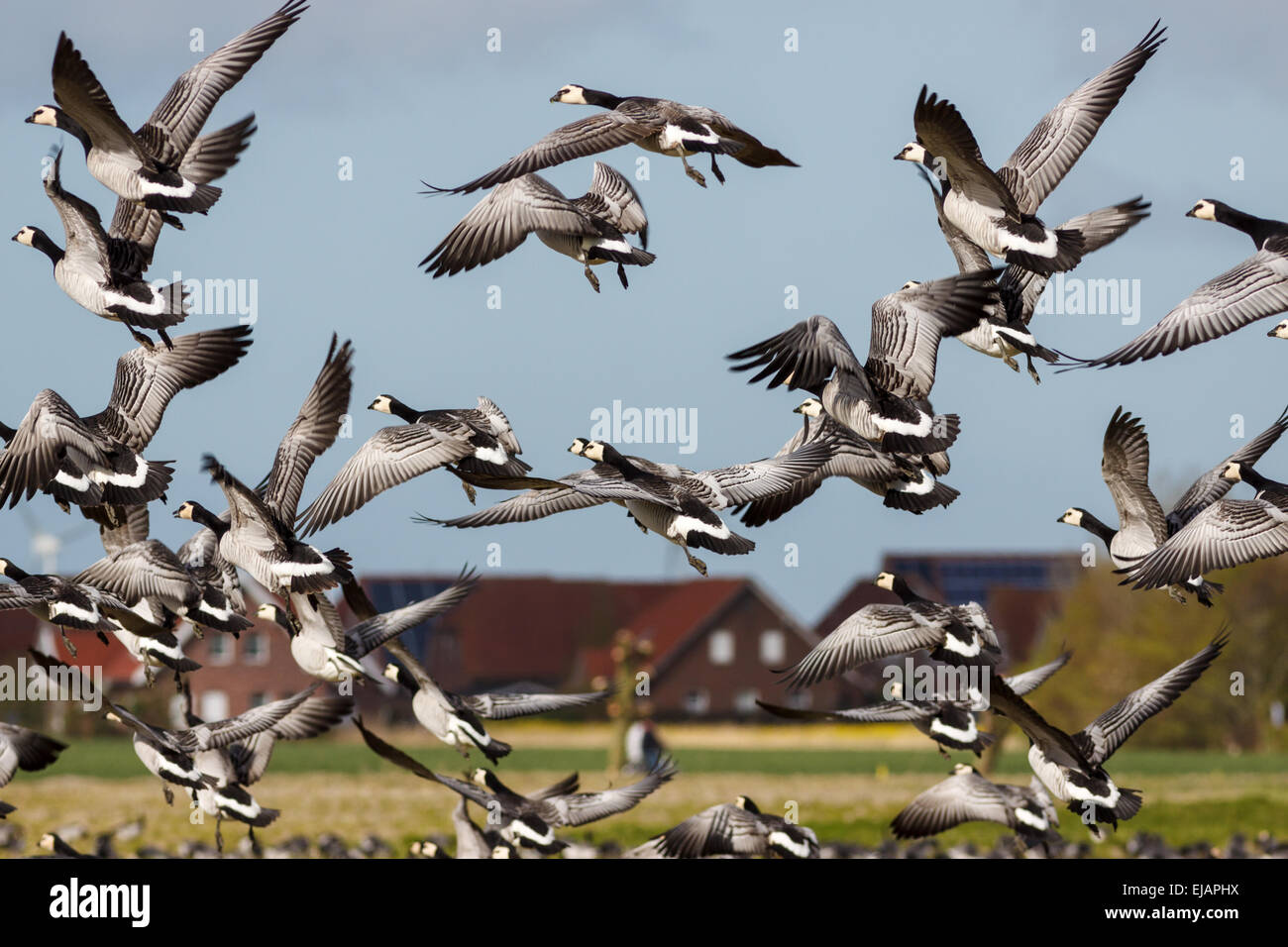 Barnacle Geese in flight Stock Photo - Alamy