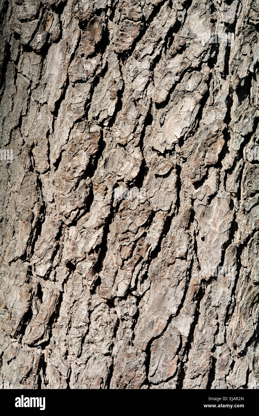 bark of a chestnut-tree Stock Photo - Alamy