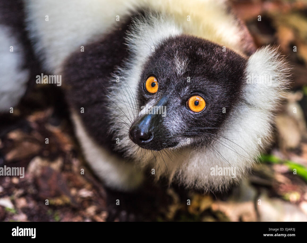 Black-and-white ruffed lemur of Madagascar Stock Photo - Alamy