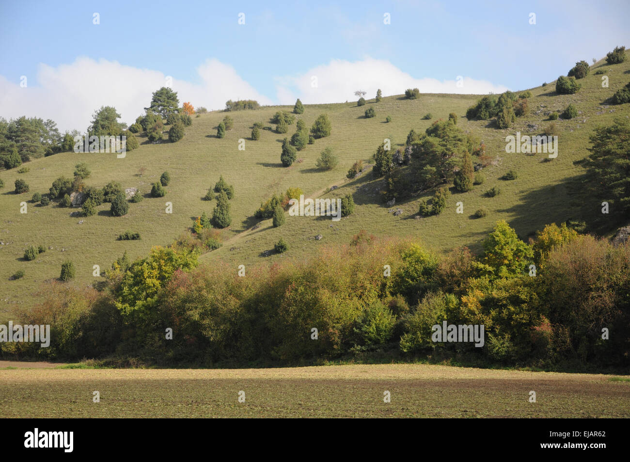 Common juniper trees hi-res stock photography and images - Alamy