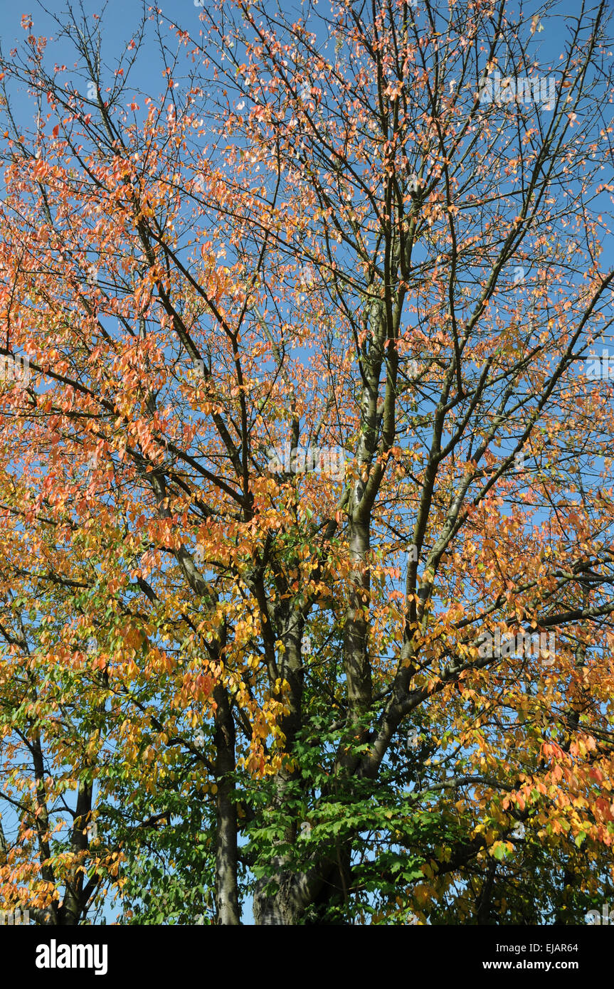 Sweet cherry tree Stock Photo - Alamy
