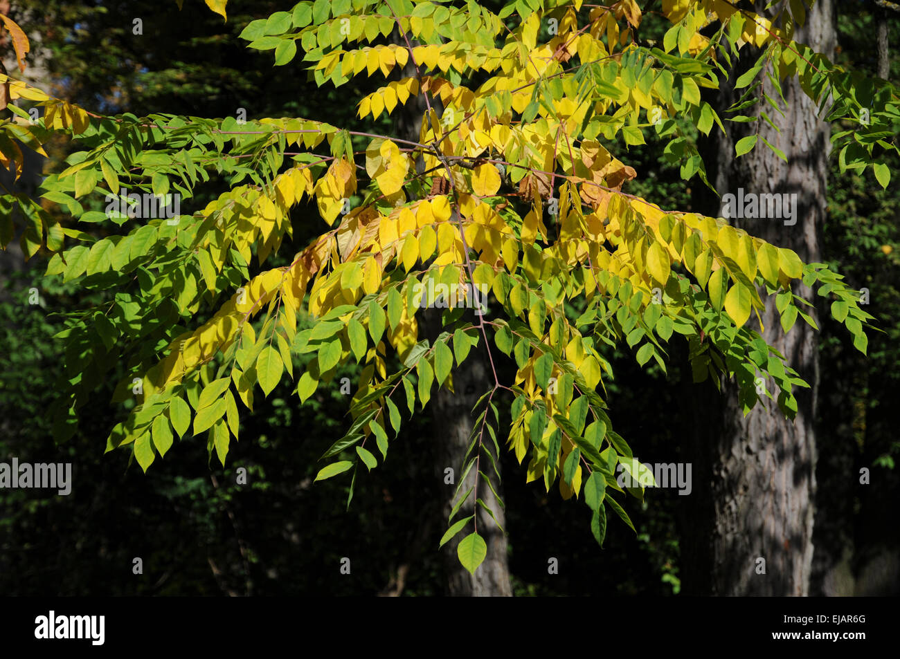 Kentucky coffeetree hi-res stock photography and images - Alamy