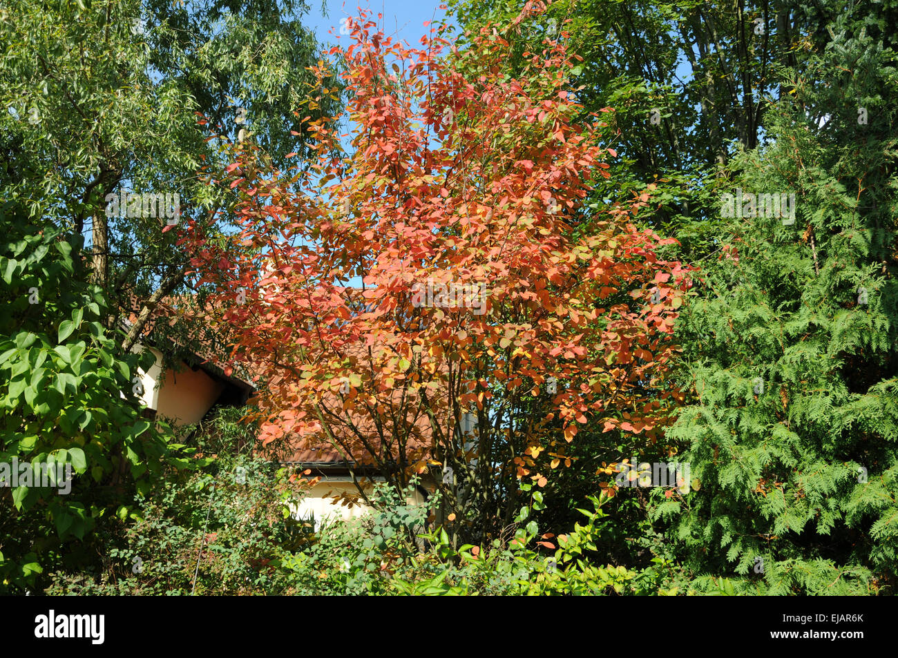Saskatoon fall colors hi-res stock photography and images - Alamy