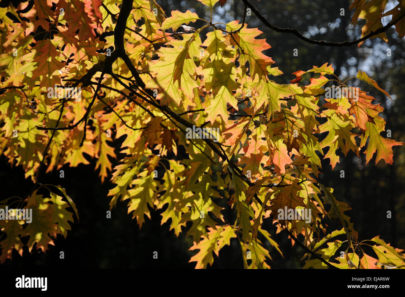 American red oak Stock Photo - Alamy