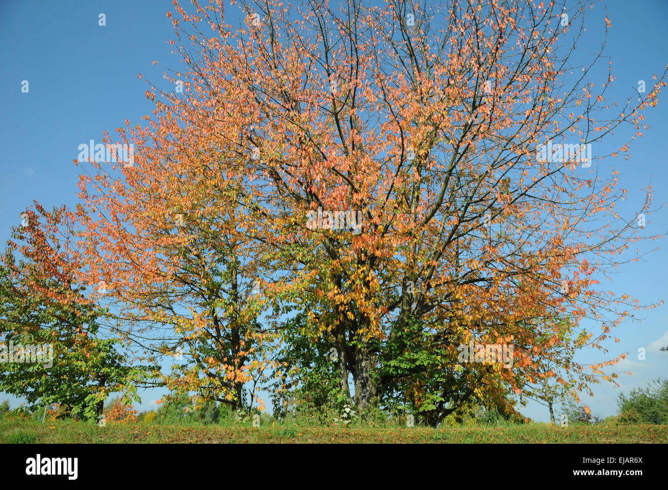 Sweet cherry tree Stock Photo - Alamy