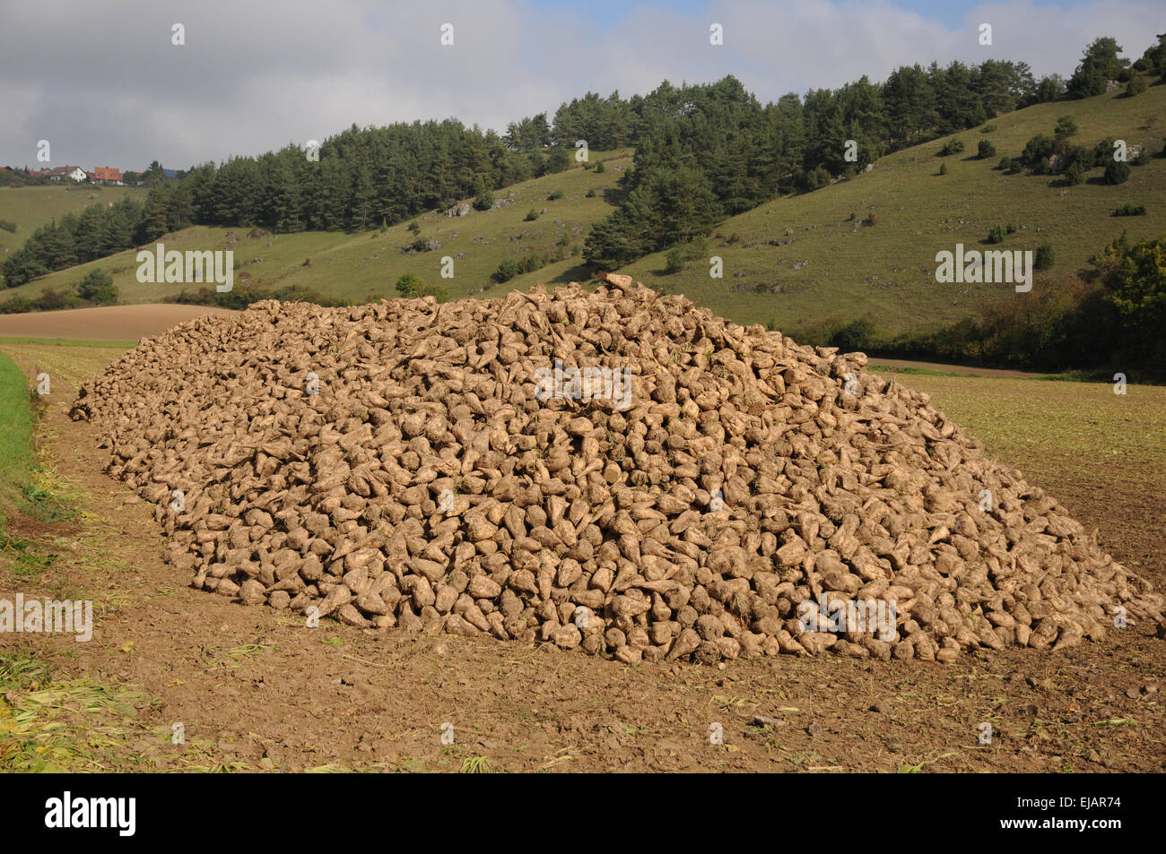 Beets with roots hi-res stock photography and images - Alamy