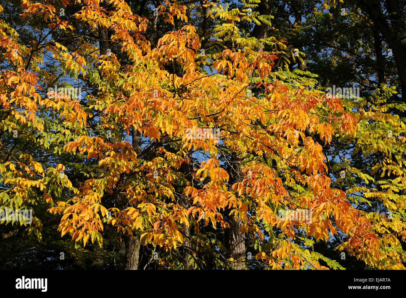 Aesculus Flava Yellow Buckeye Tree High Resolution Stock Photography ...