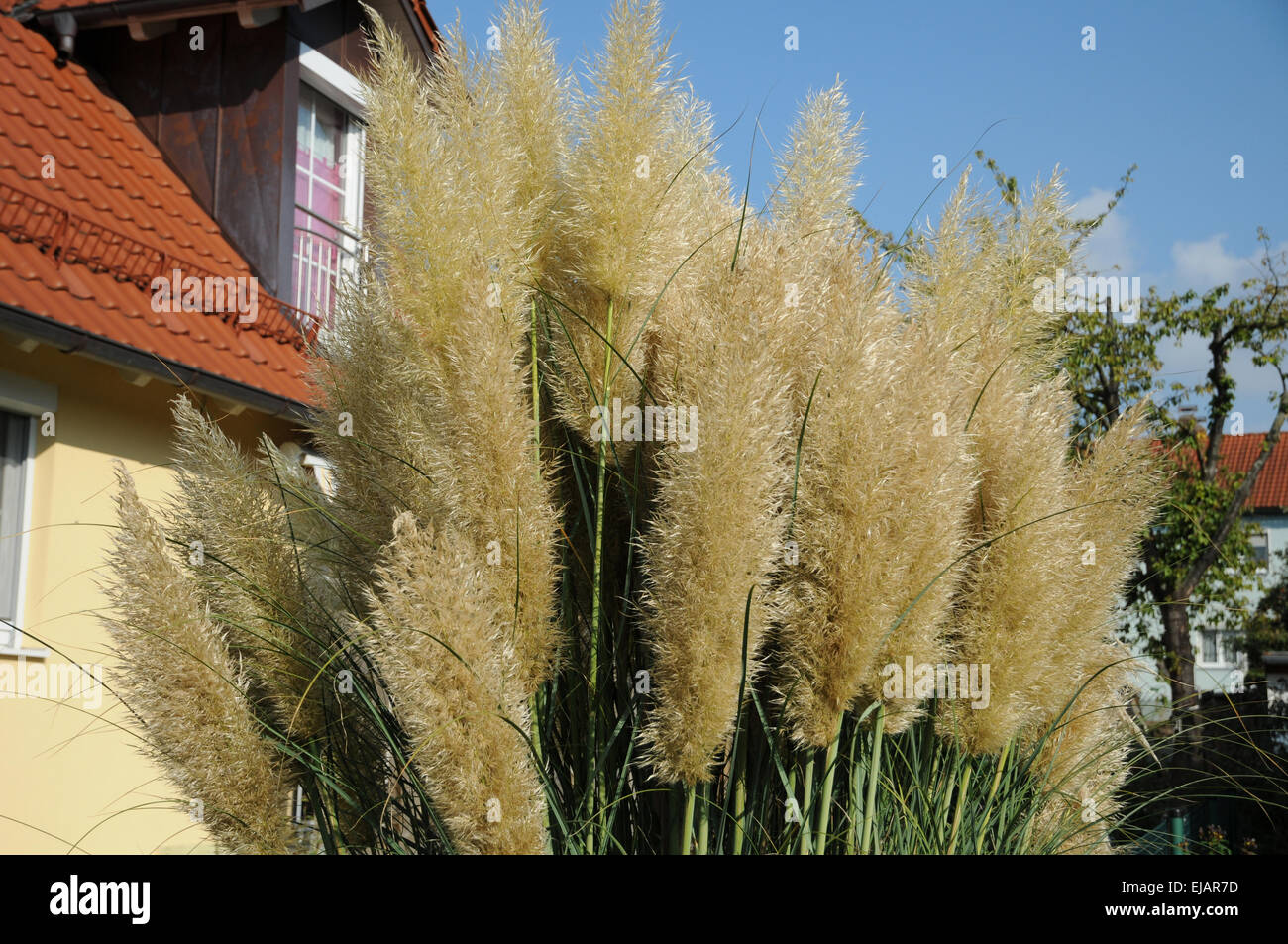 Pampas hi-res stock photography and images - Alamy