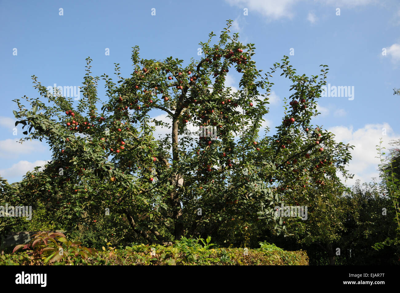 Kaiser wilhelm apfel hi-res stock photography and images - Alamy
