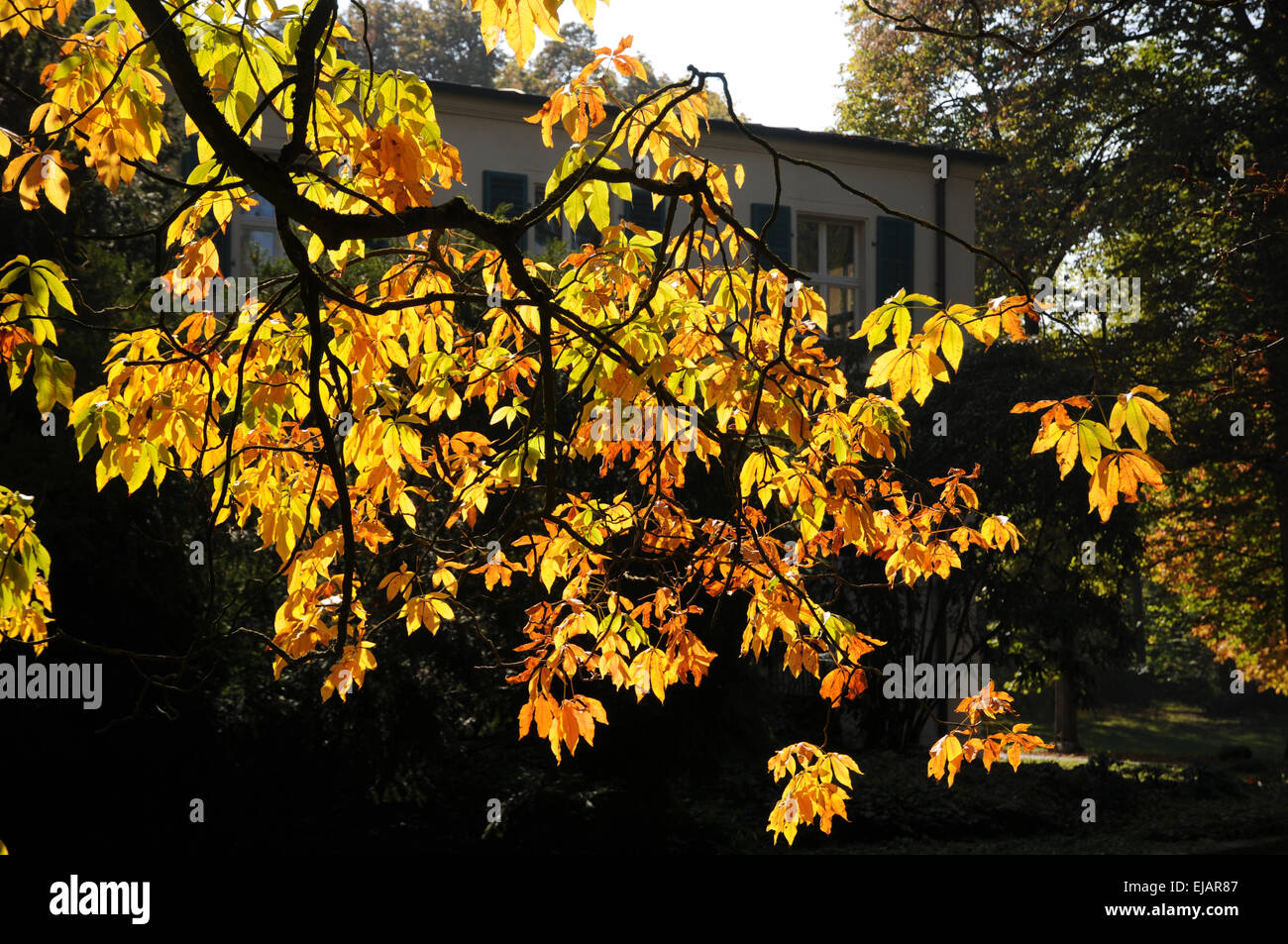 Yellow buckeye leaves hi-res stock photography and images - Alamy