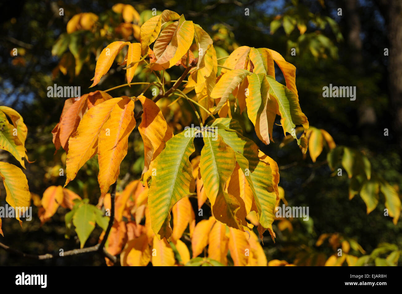 Aesculus flava yellow buckeye tree hi-res stock photography and images ...