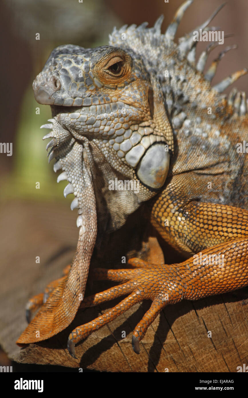 Common iguana hi-res stock photography and images - Alamy