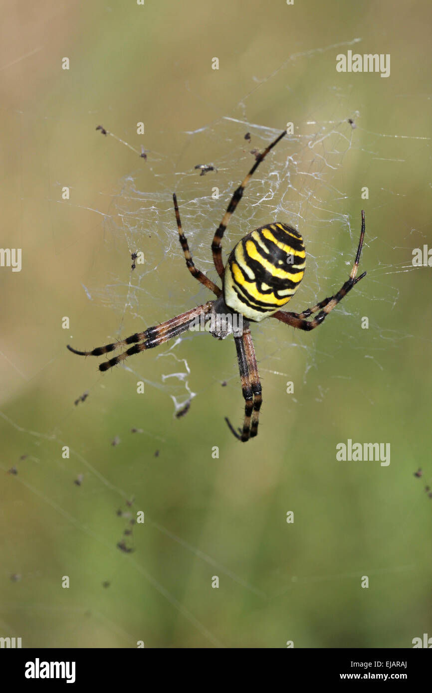 Wasp spider with spiderweb hi-res stock photography and images - Alamy
