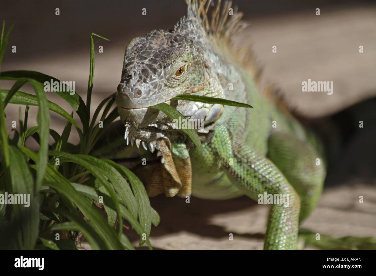 Common iguana hi-res stock photography and images - Alamy