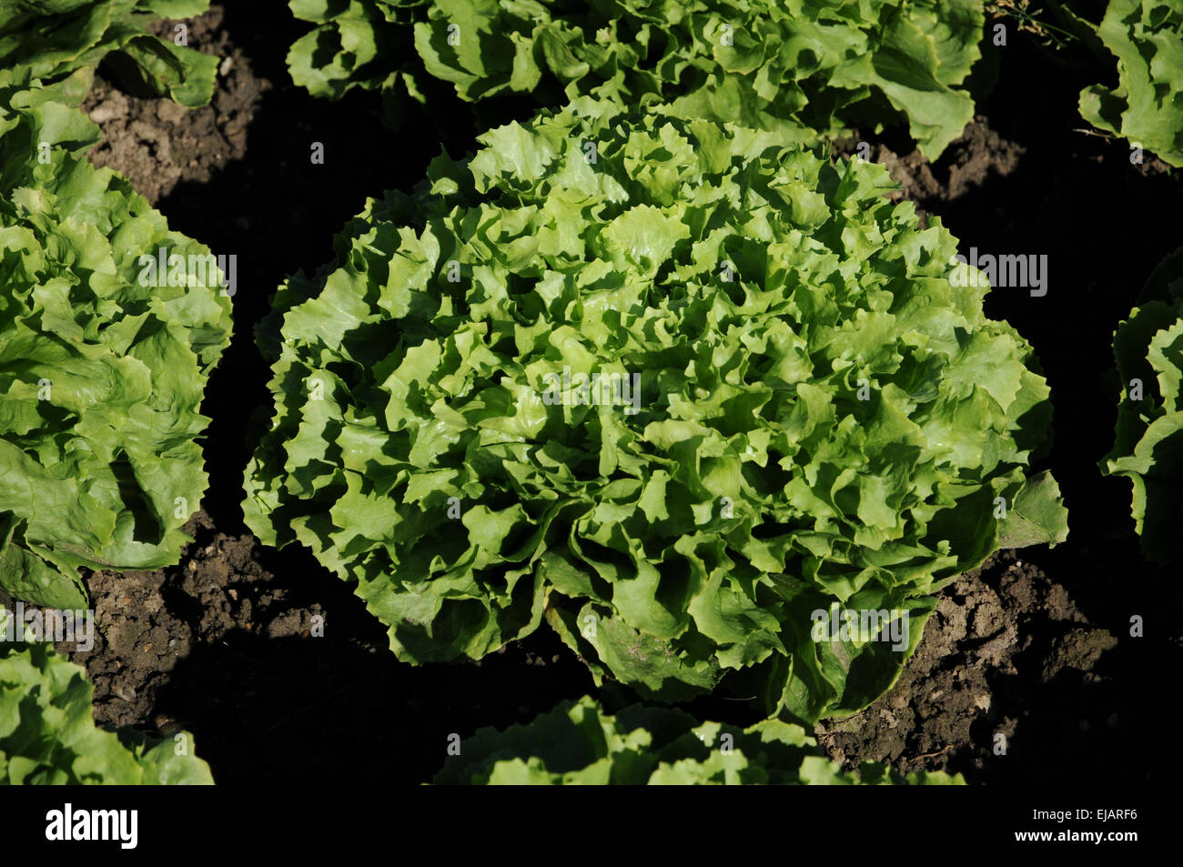 Endiviensalat hi-res stock photography and images - Alamy