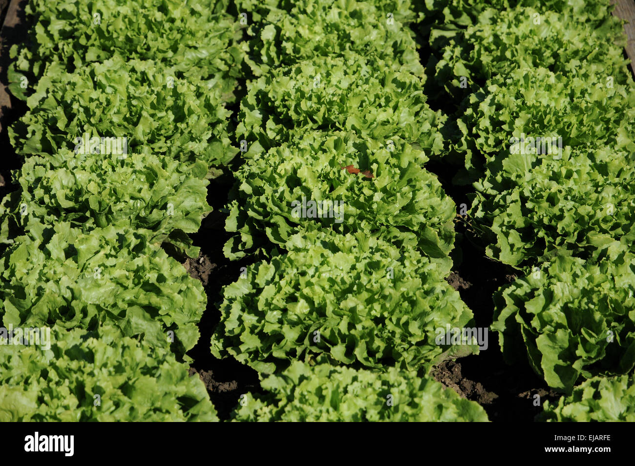 Salat salad endivien endive hi-res stock photography and images - Alamy