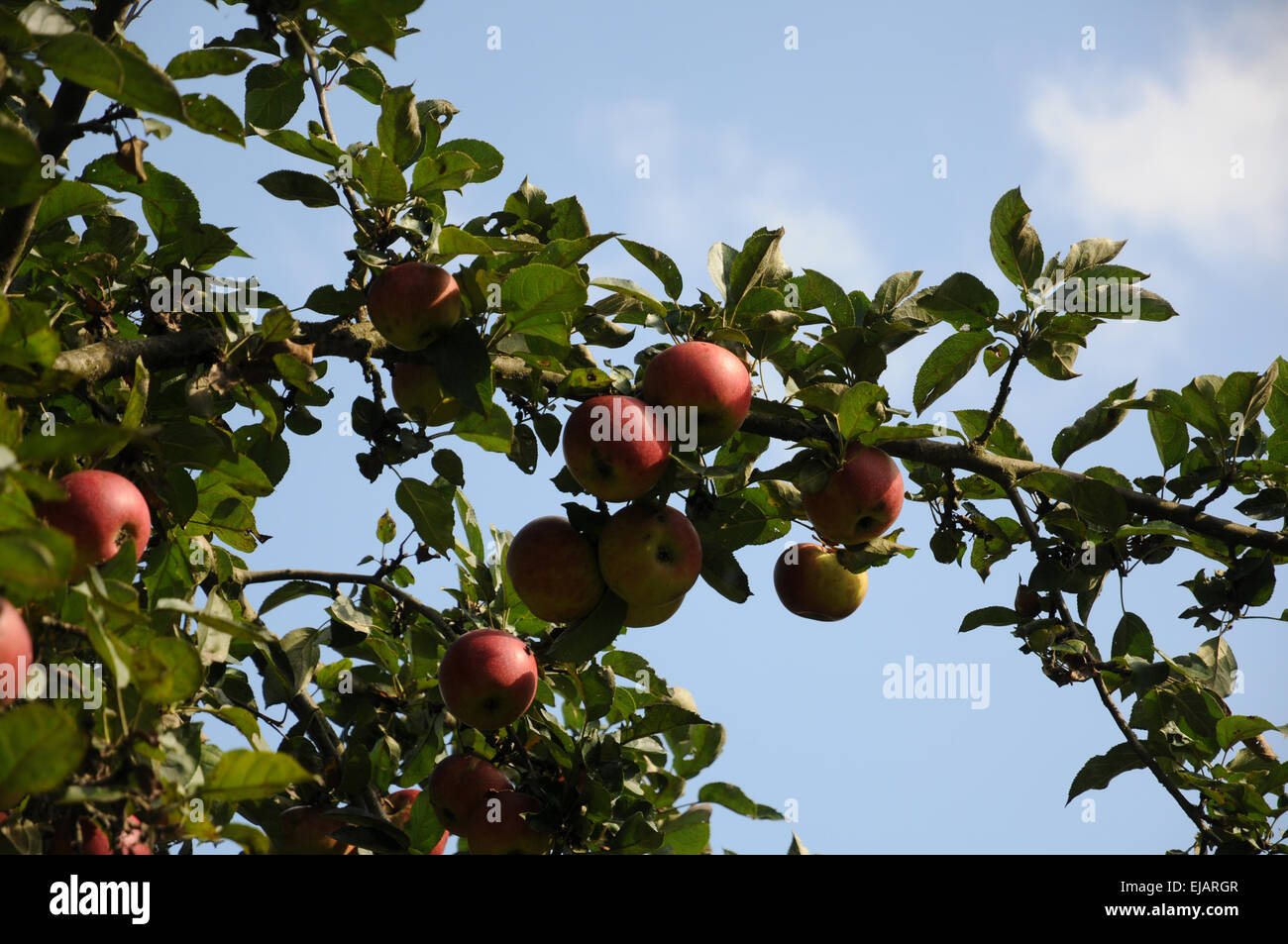 Kaiser wilhelm apfel hi-res stock photography and images - Alamy