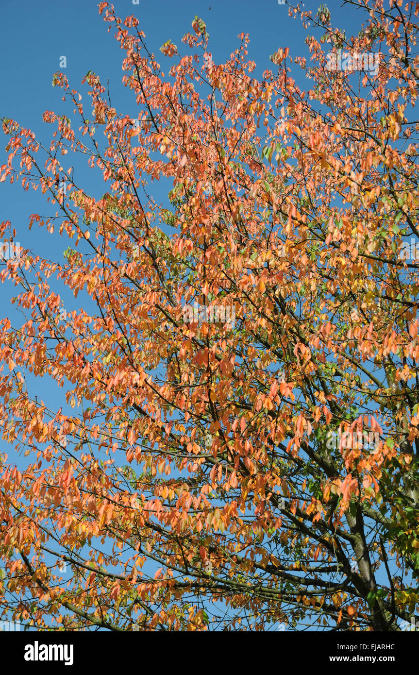 Sweet cherry tree Stock Photo - Alamy