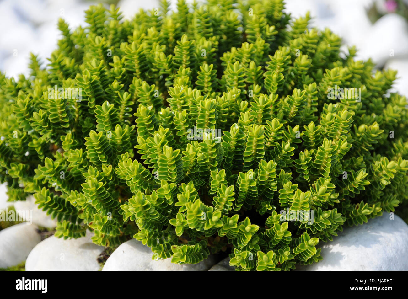Boxleaf shrubby veronica Stock Photo - Alamy
