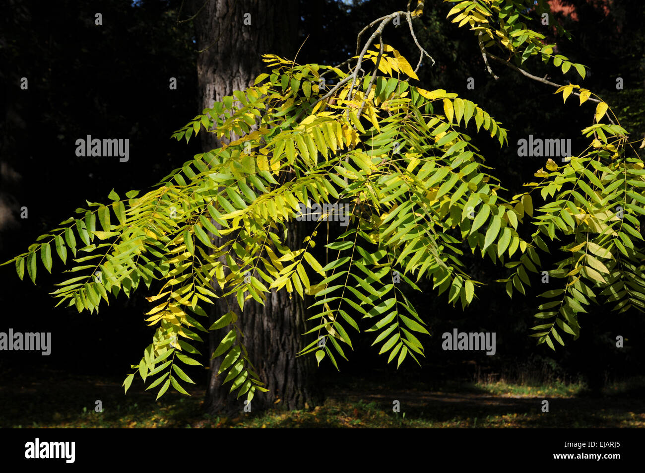 Black walnut (juglans nigra) leaves hi-res stock photography and images ...