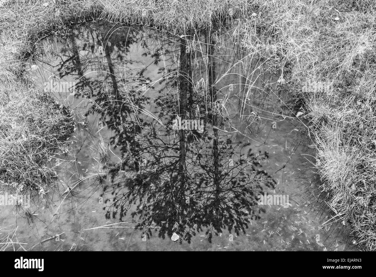 Cutaway bog Black and White Stock Photos & Images - Alamy