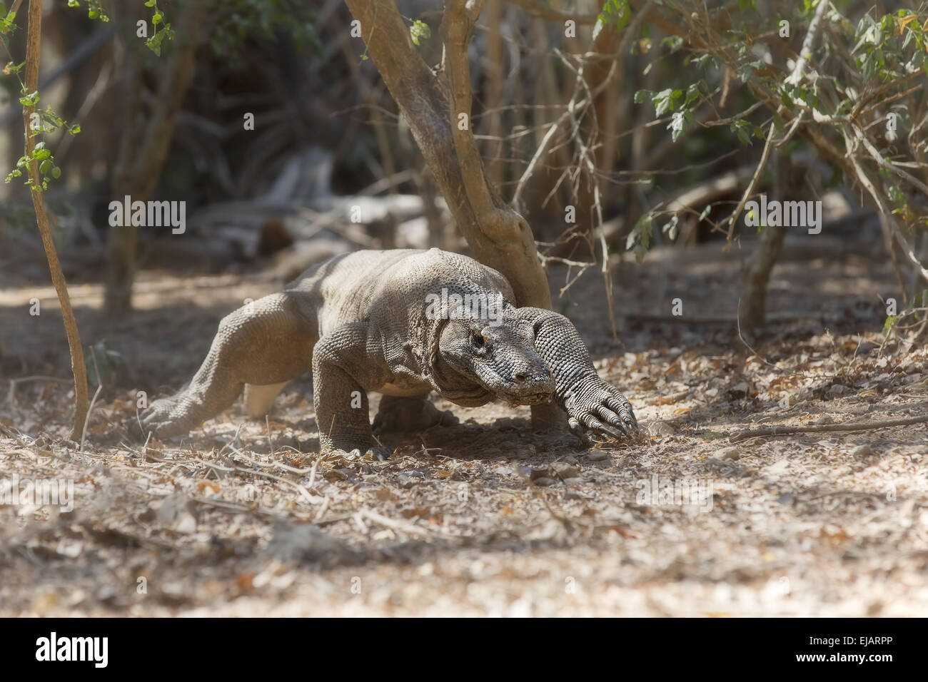 Scary komodo dragon hi-res stock photography and images - Alamy