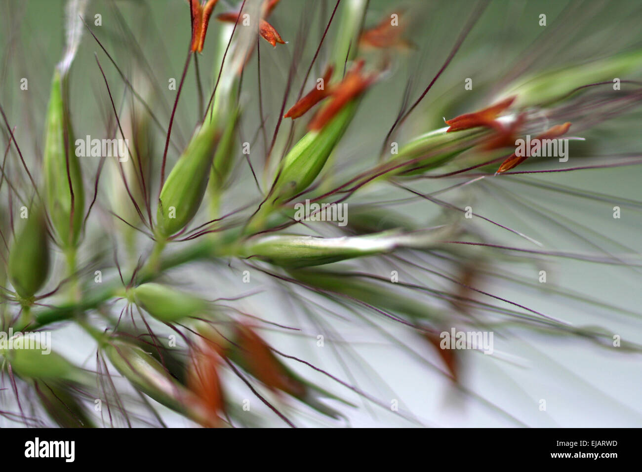 Bluehendes gras hi-res stock photography and images - Alamy