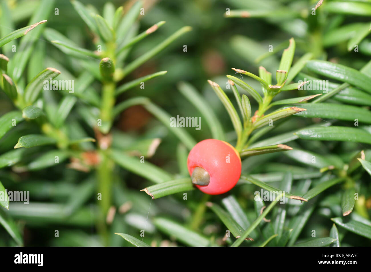 Taxus Stock Photo - Alamy