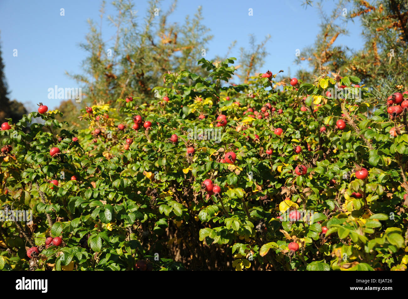 Kartoffelrosen hi-res stock photography and images - Alamy