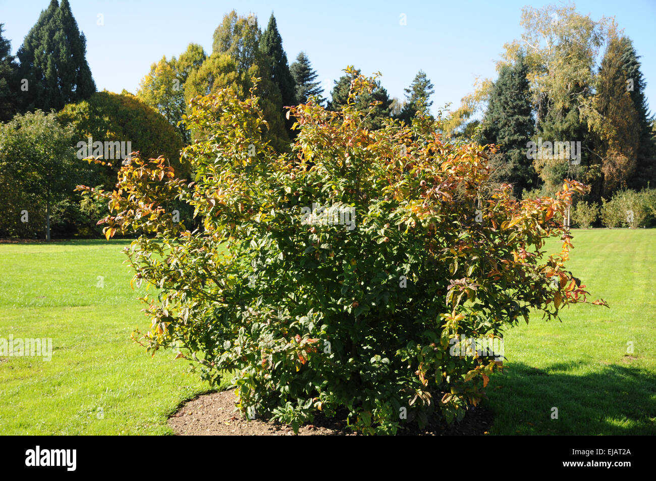 Indian medlar hi-res stock photography and images - Alamy