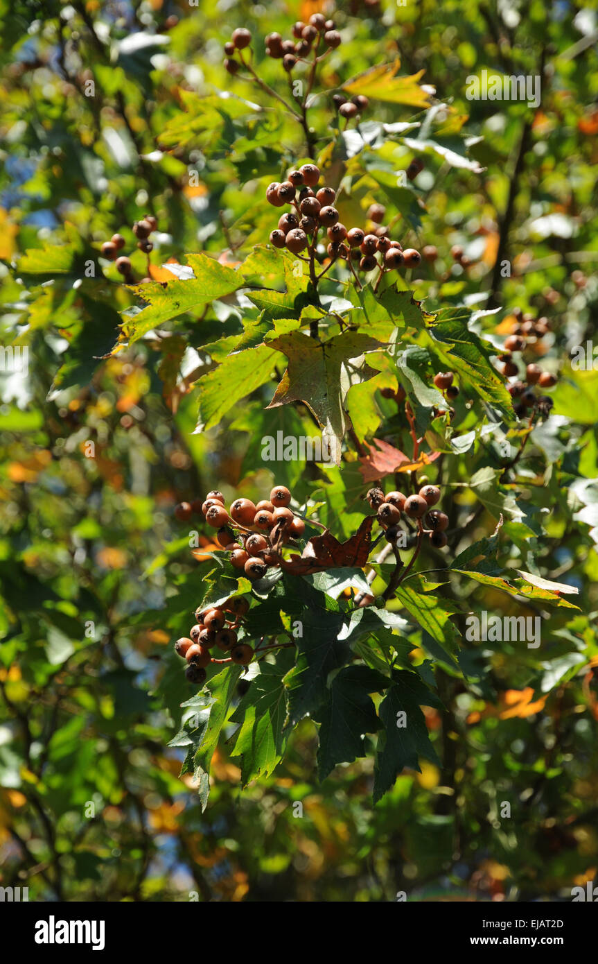 Wild service tree Stock Photo - Alamy