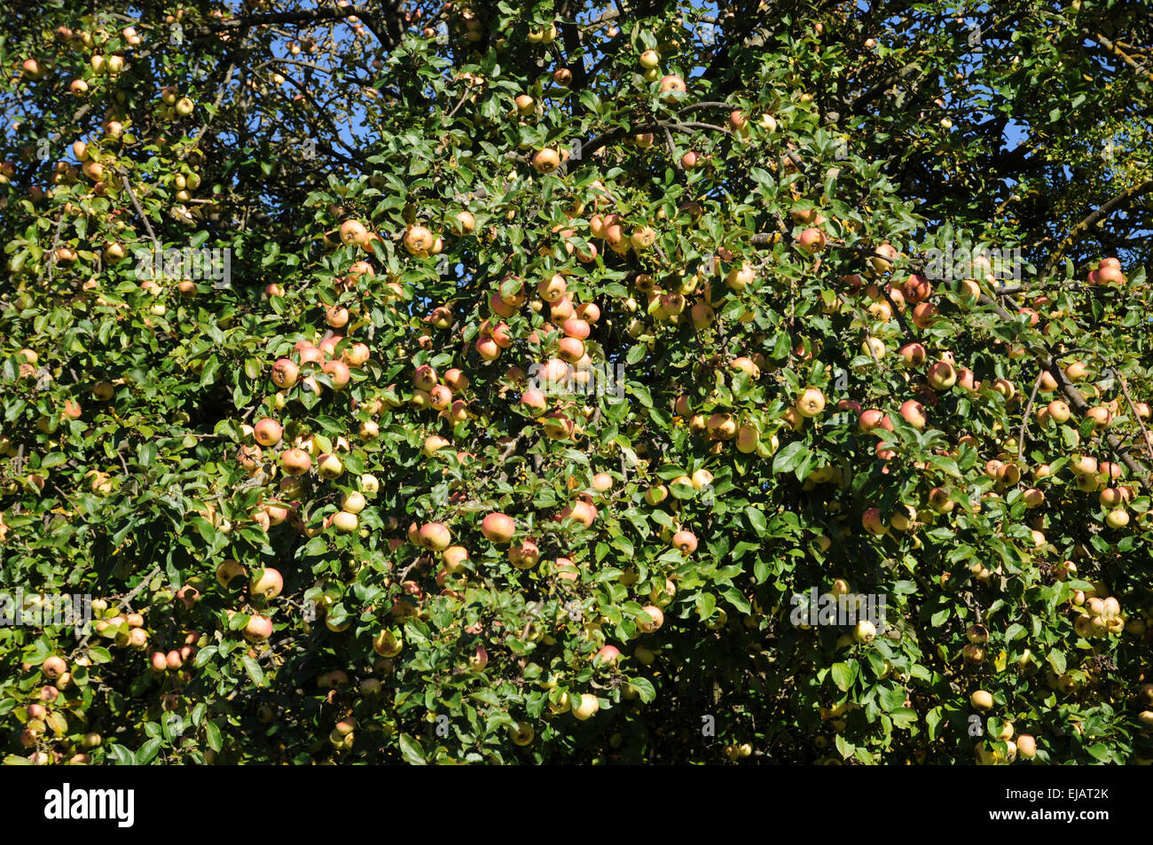 Wild crab apple hi-res stock photography and images - Alamy