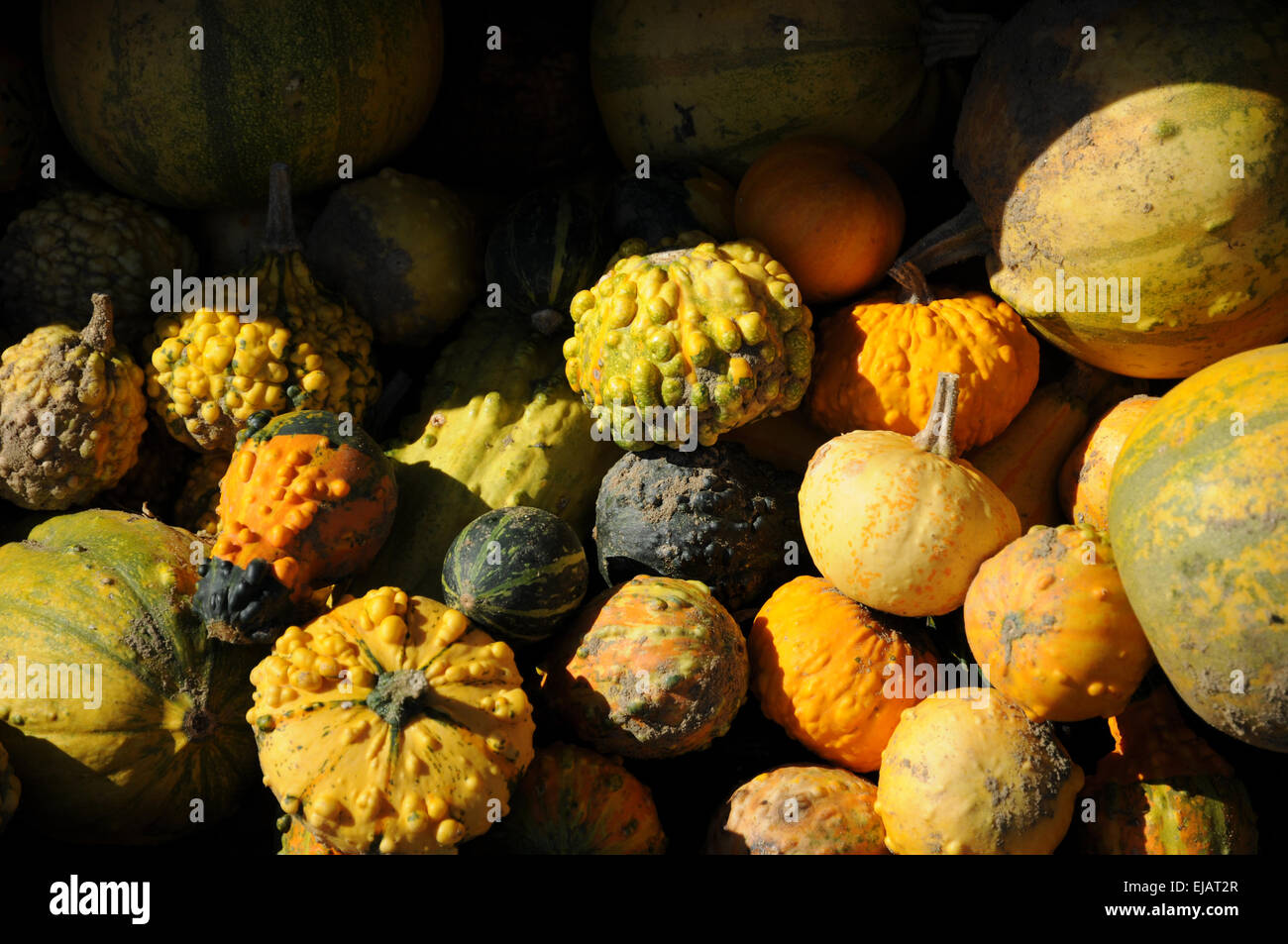 Indian mix pumpkins hi-res stock photography and images - Alamy