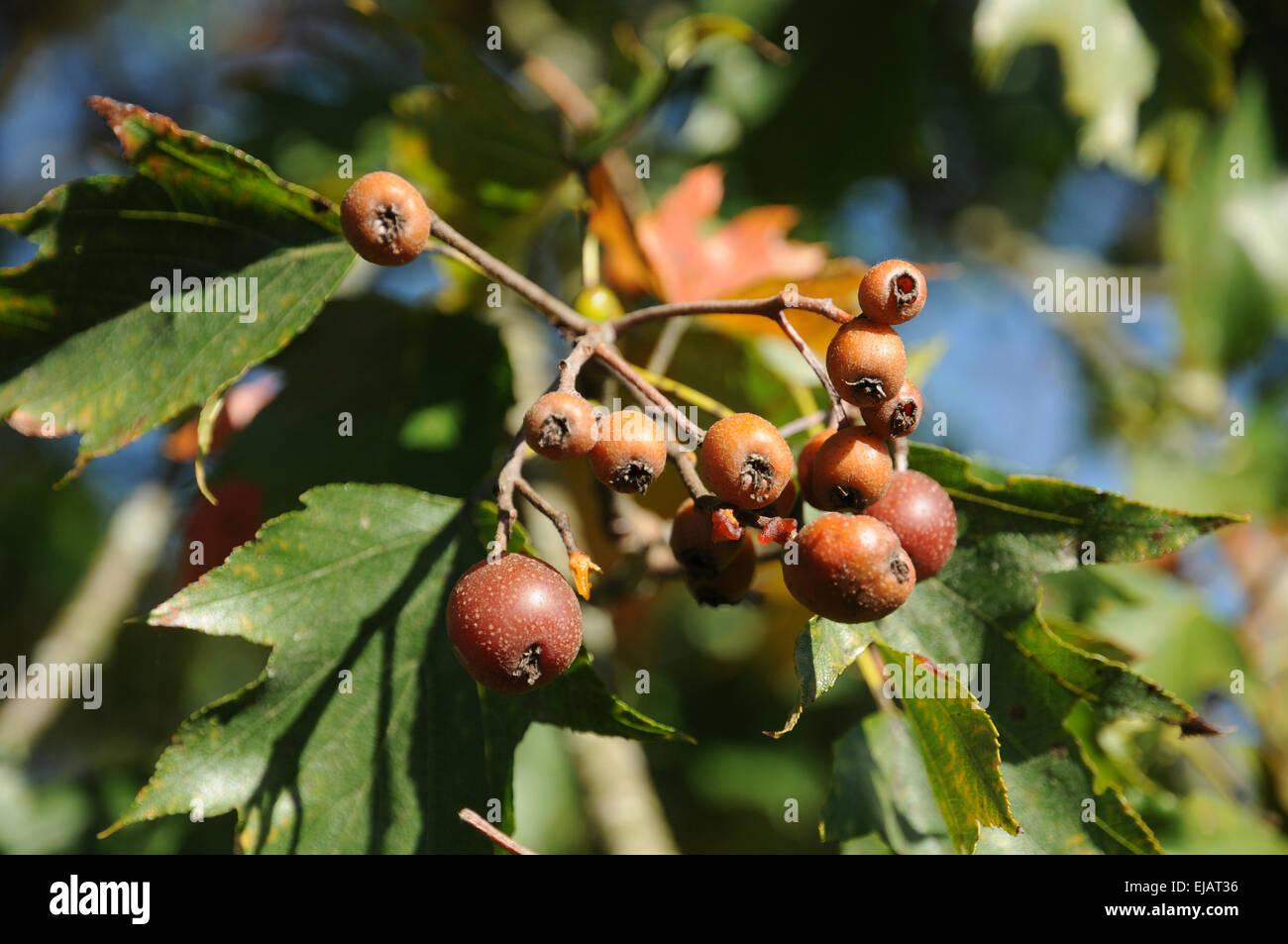 Wild service tree Stock Photo - Alamy