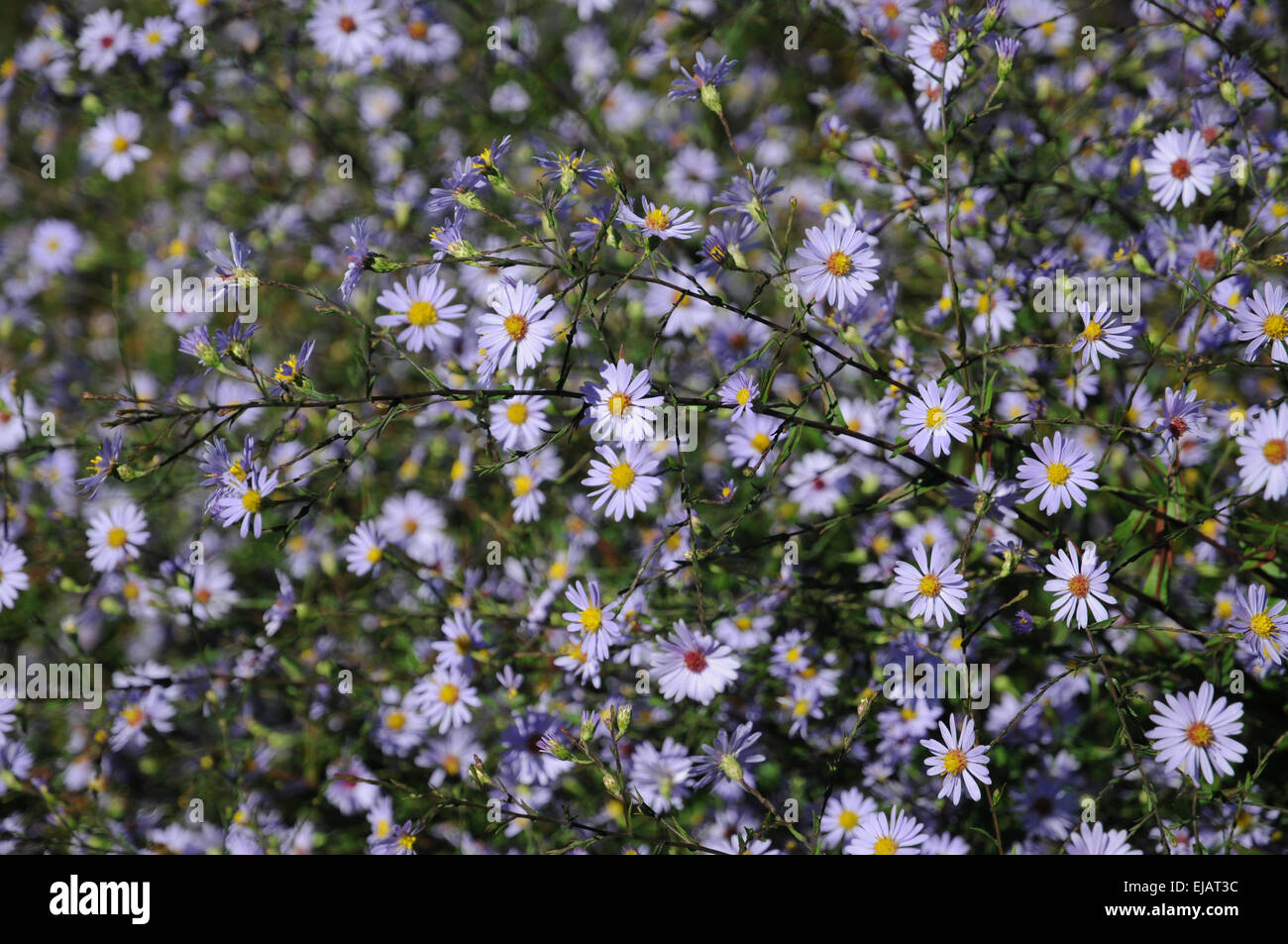 Glatte astern hi-res stock photography and images - Alamy