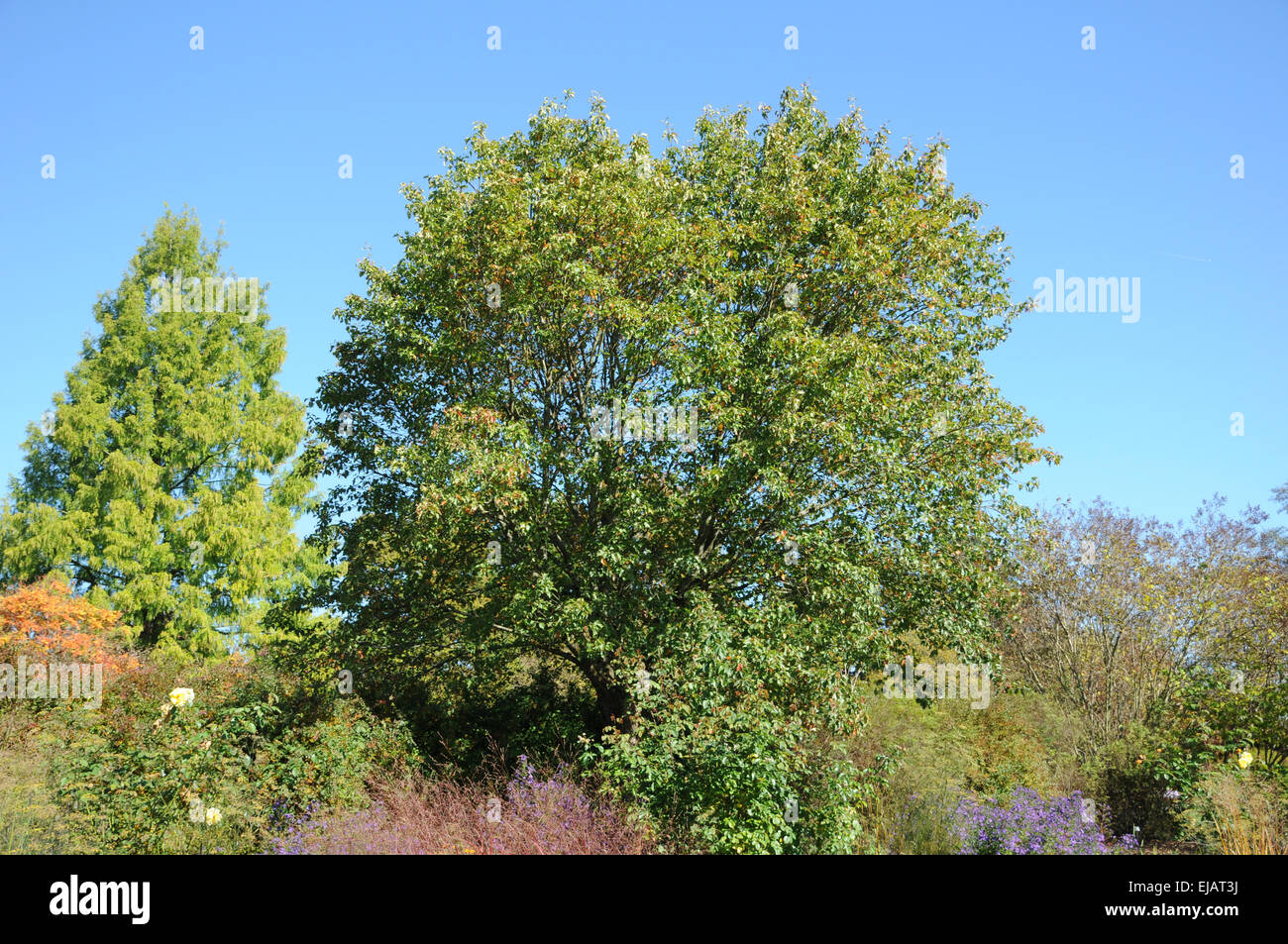Wild service tree Stock Photo - Alamy
