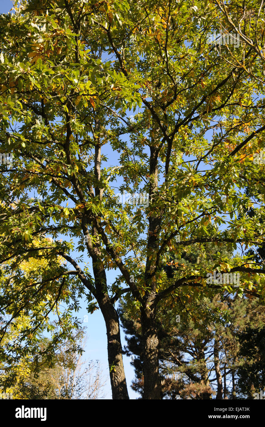 Quercus cerris autumn hi-res stock photography and images - Alamy