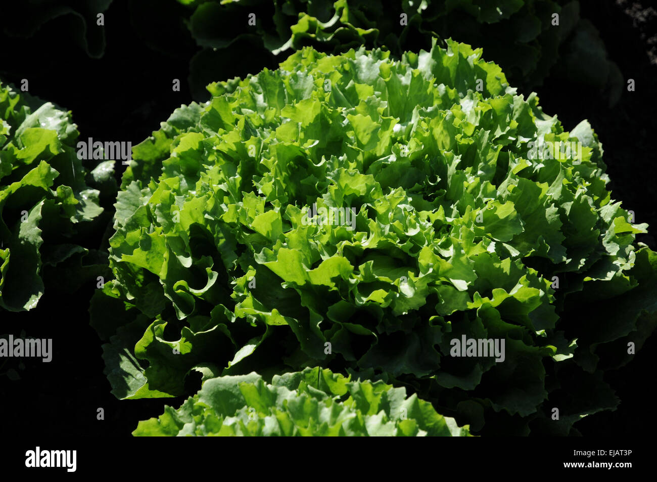 Endiviensalat High Resolution Stock Photography and Images - Alamy