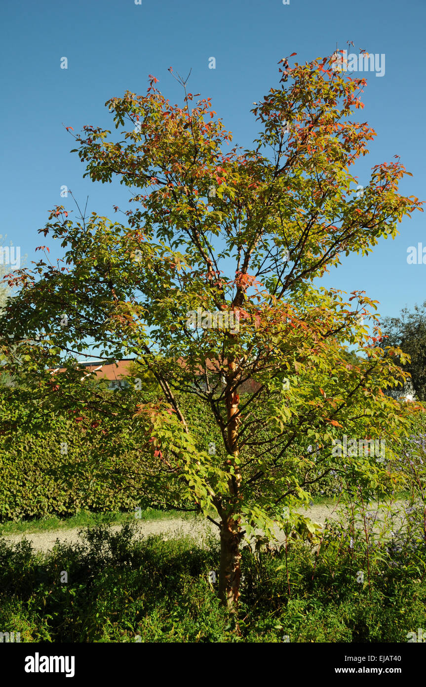 Paperbark maple hi-res stock photography and images - Alamy