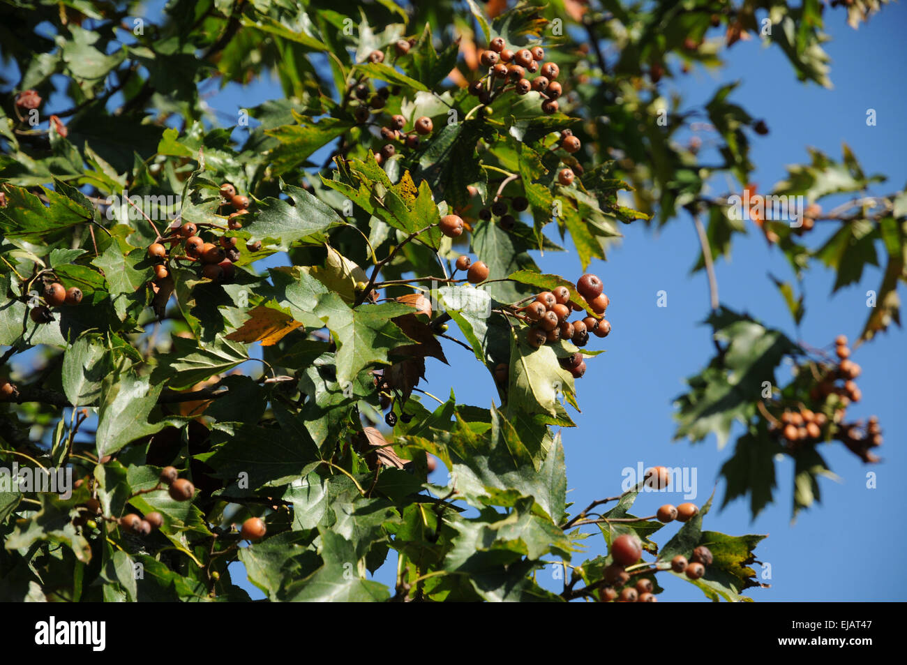 Wild service tree Stock Photo - Alamy