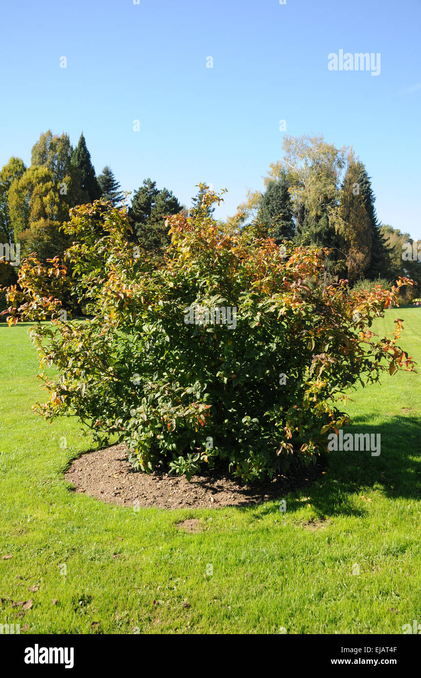 Indian medlar hi-res stock photography and images - Alamy