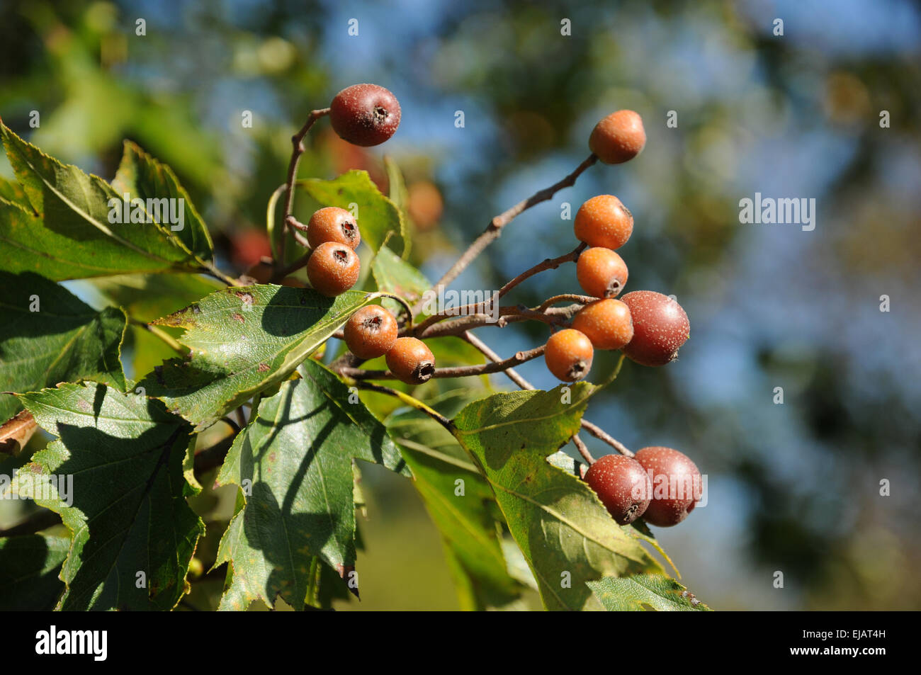 Wild service tree Stock Photo - Alamy