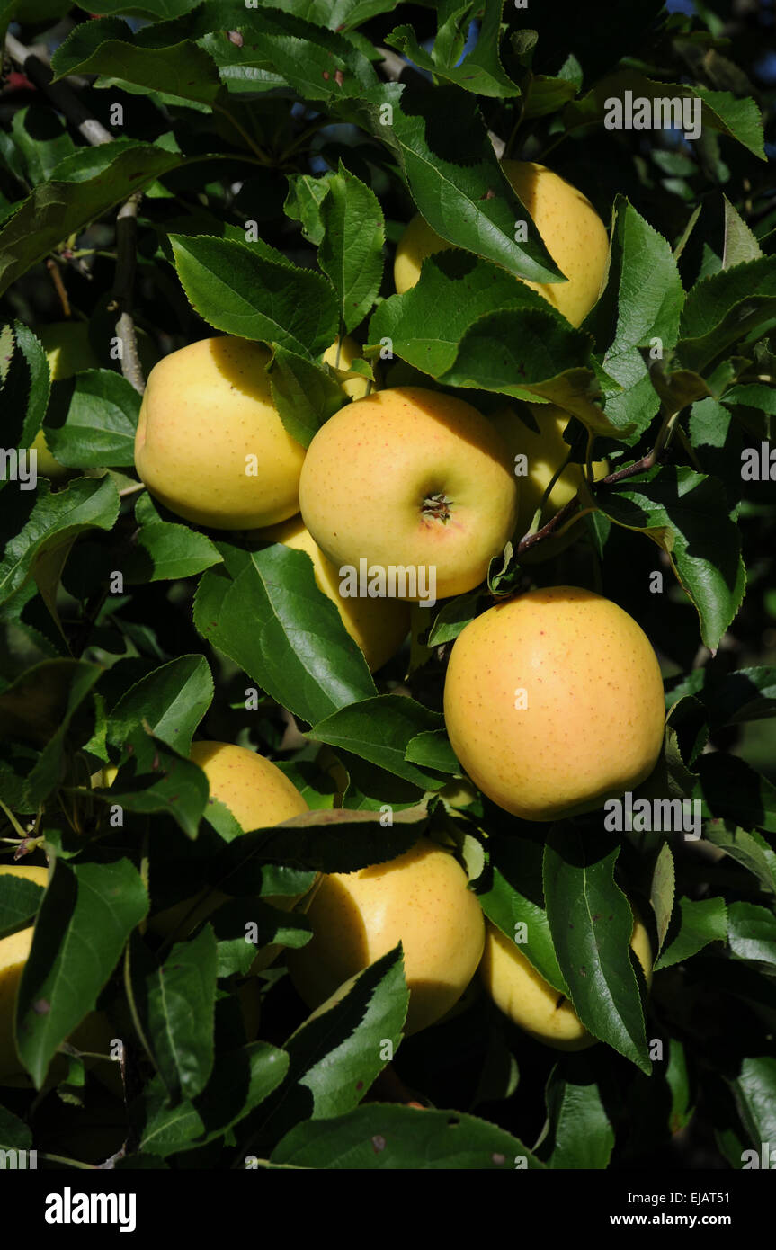 Golden appletree hi-res stock photography and images - Alamy