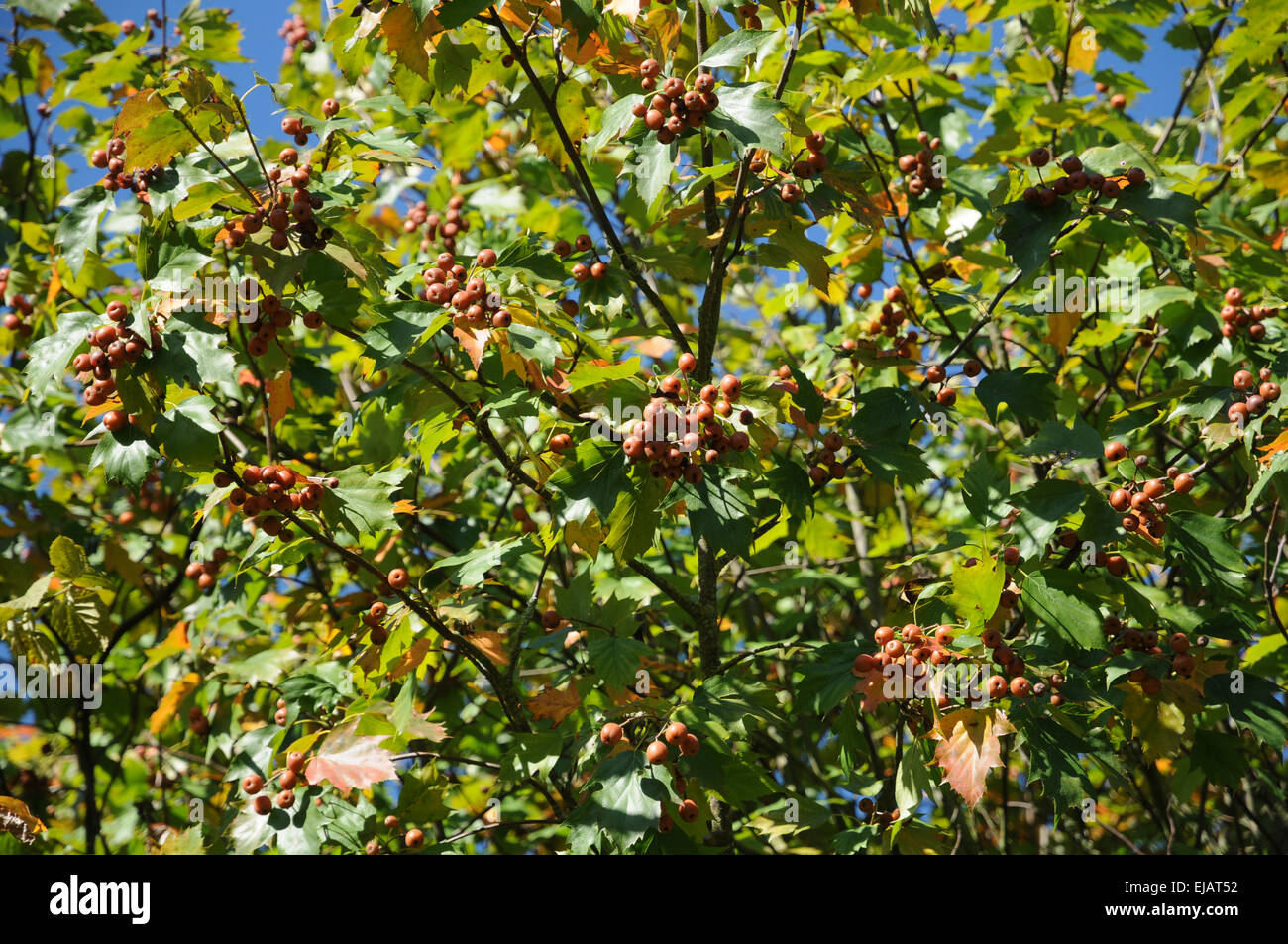 Wild service tree Stock Photo - Alamy